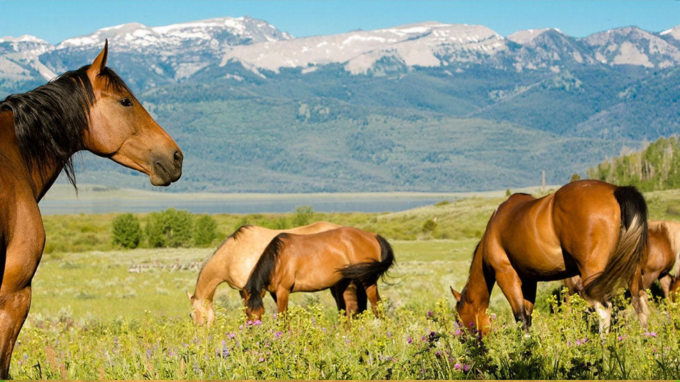 Equine Hemp Products | Hemp Products for Horses, Pets, People | The ...