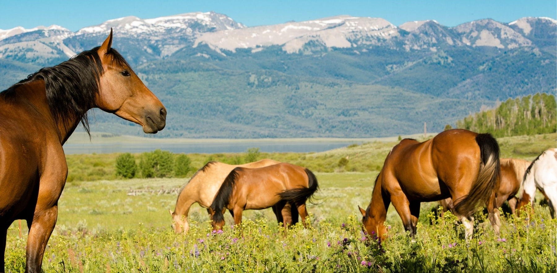 Hemp for Horses | Hemp Products for Horses, Pets, People | The Sturdy