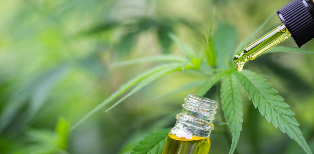 Hemp 101: The Basics of Hemp for Horses, Pets, and People