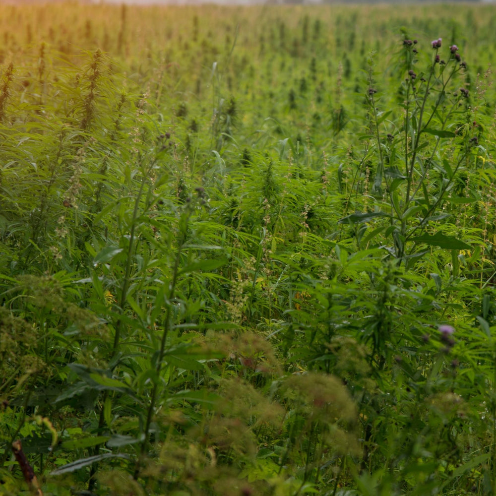 Hemp Feed for Horses and Chickens | Sturdy Horse